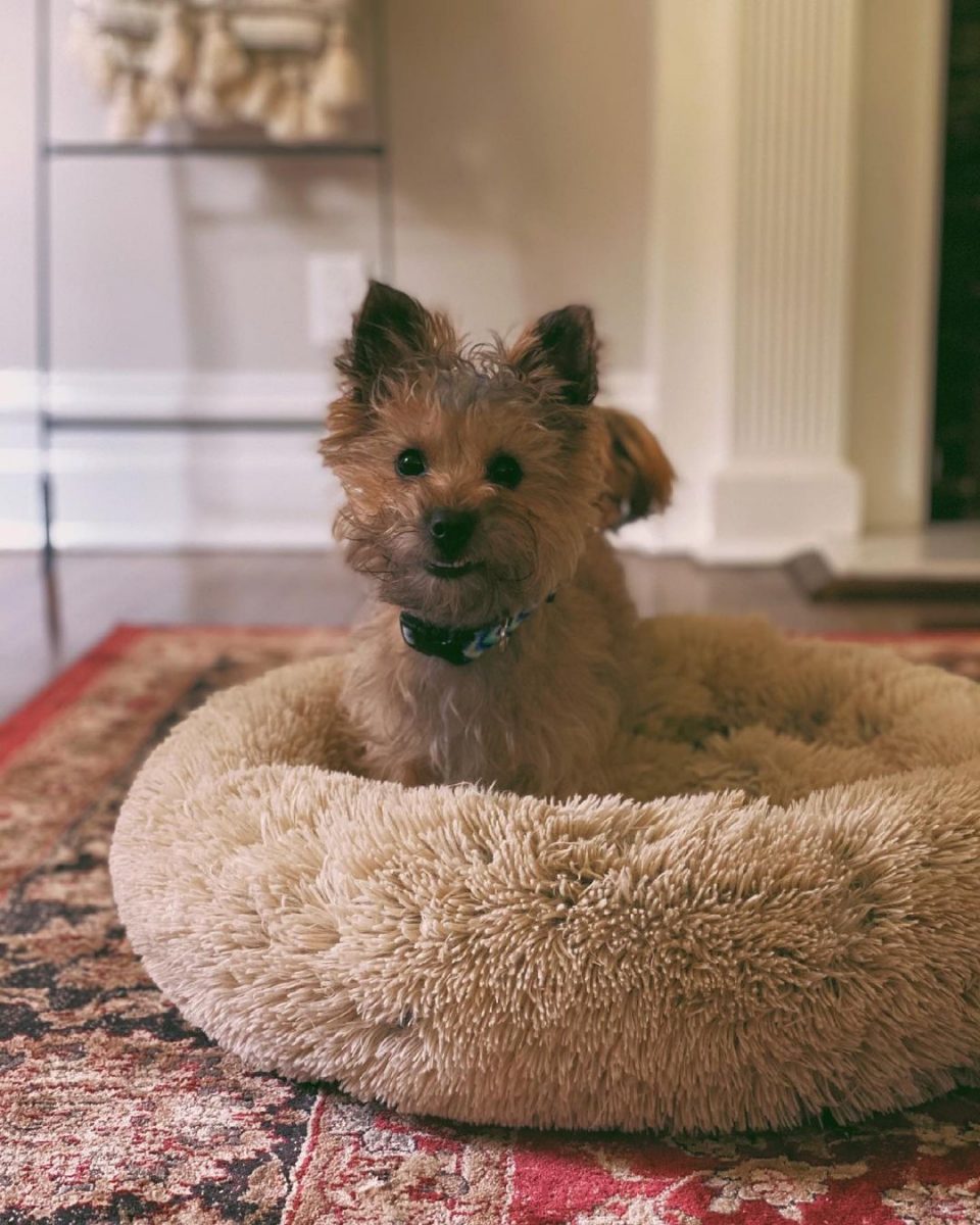 Cairn Terrier Poodle Mix: Trust Me, You Can’t Resist ‘Em