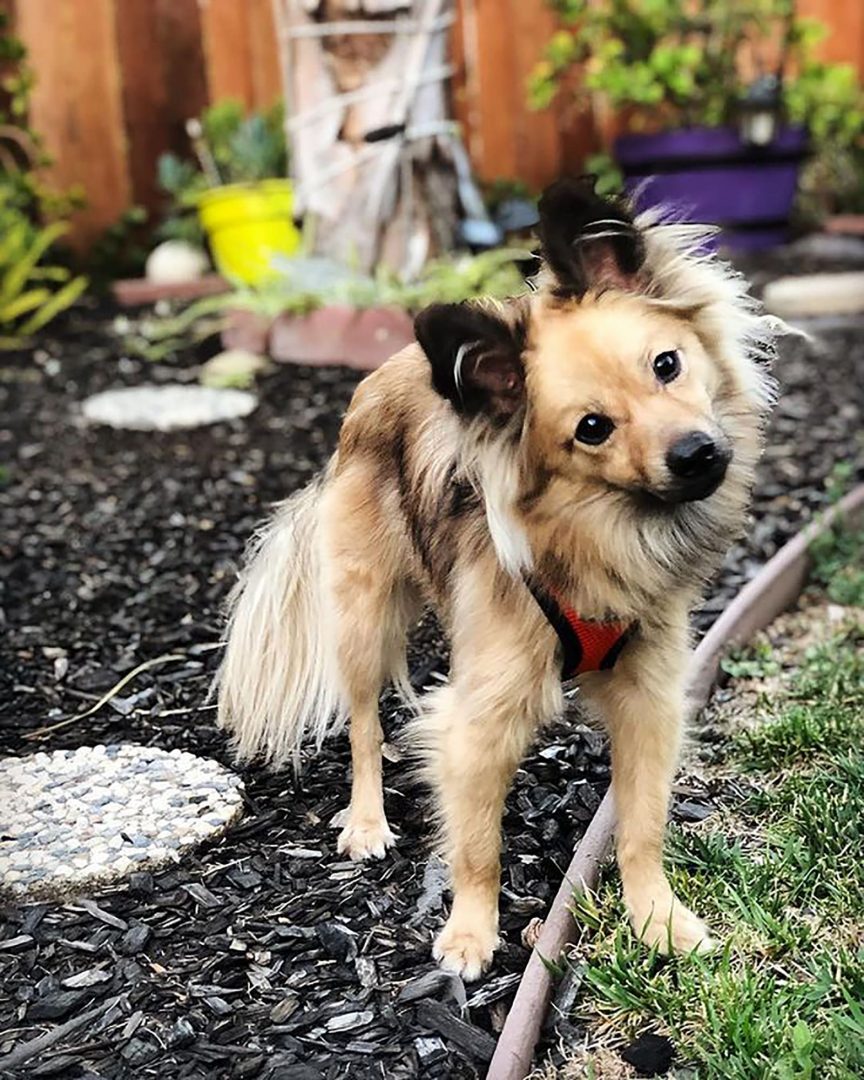 Golden Retriever Pomeranian Mix: Double Cuteness Attack
