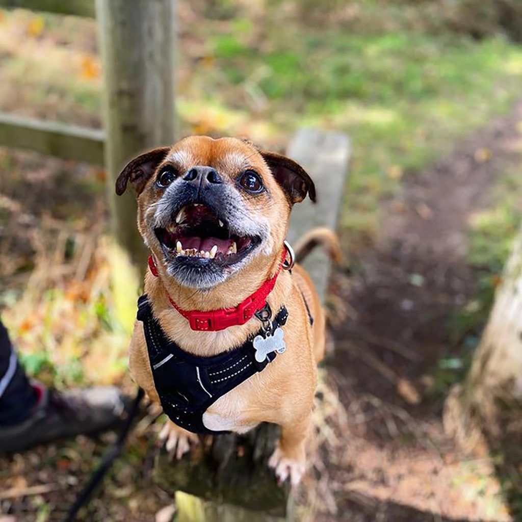 The Jack Russell Pug Mix: Let's Meet The Adorable Jug