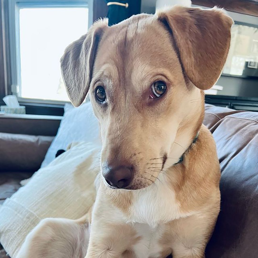 Jack Russell Lab Mix: You Will Adore The Jackador