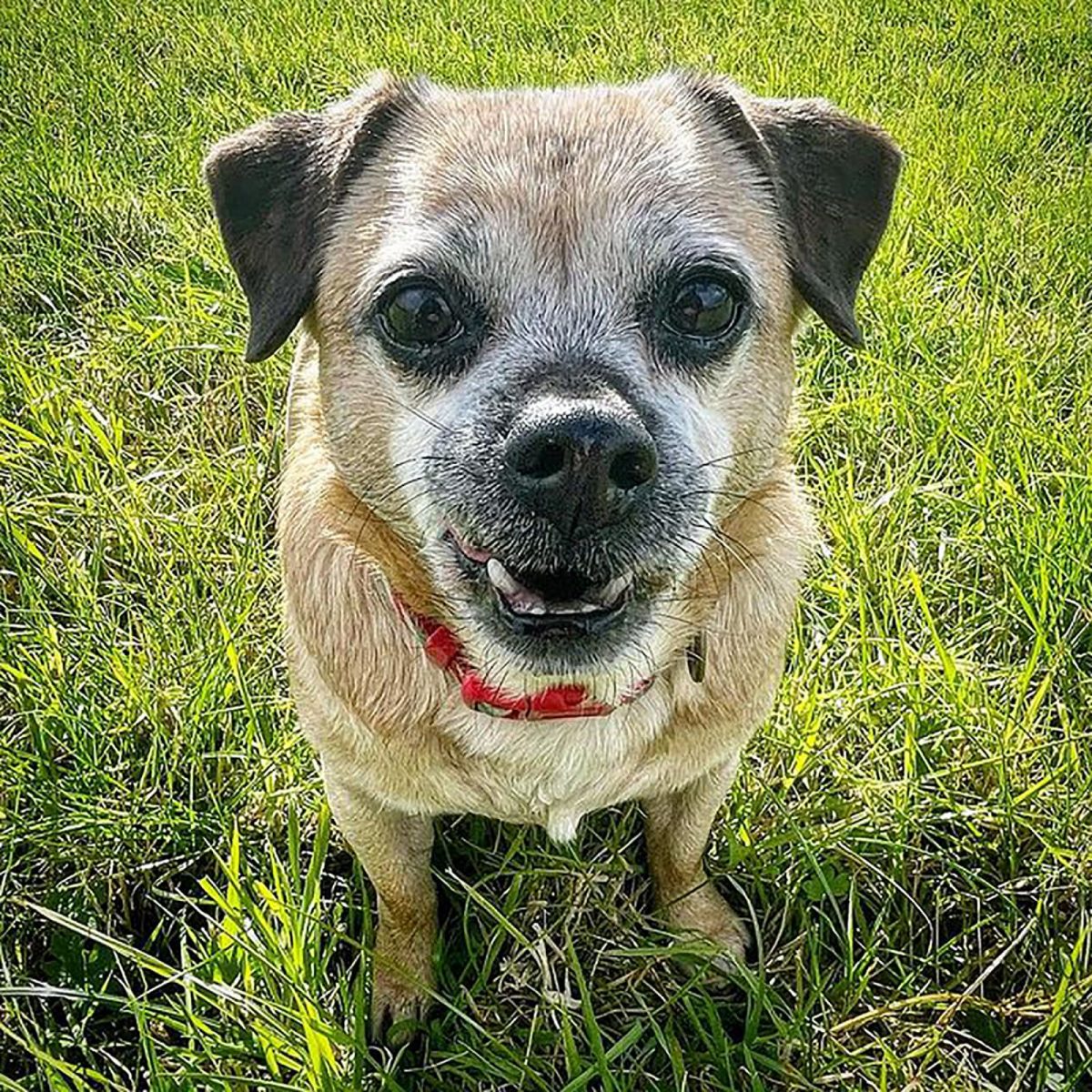 The Jack Russell Pug Mix: Let's Meet The Adorable Jug
