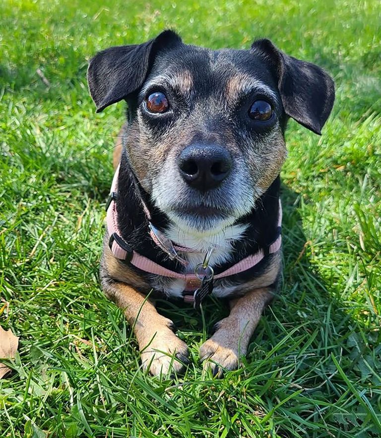 The Jack Russell Pug Mix: Let's Meet The Adorable Jug
