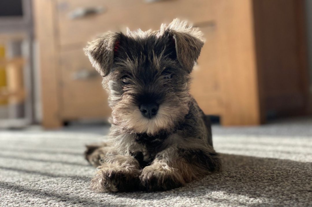Miniature Schnauzer Growth Chart — Growing Mini