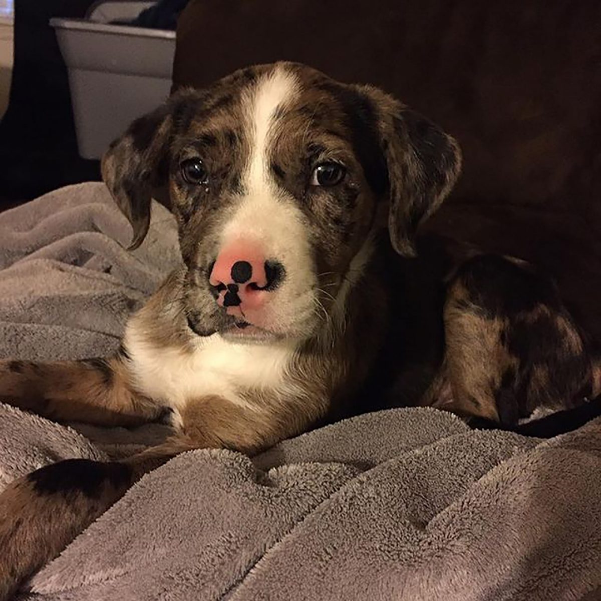Pitbull Australian Shepherd Mix: Meeting Your New Buddy
