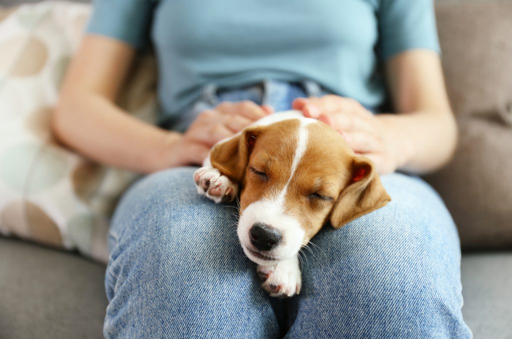 Stud Tail In Dogs: Why Does The Bald Spot Show Up?
