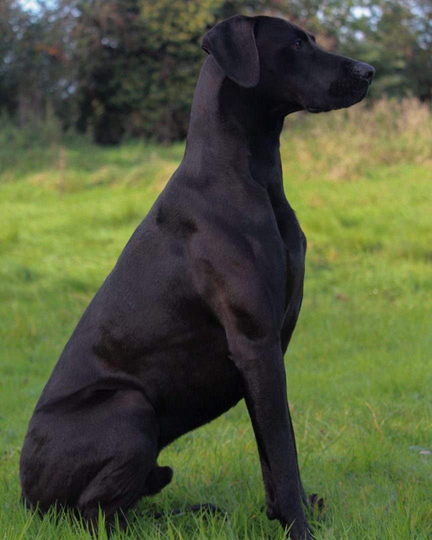Great Dane Doberman Mix: The Great Sphinx Of Germany