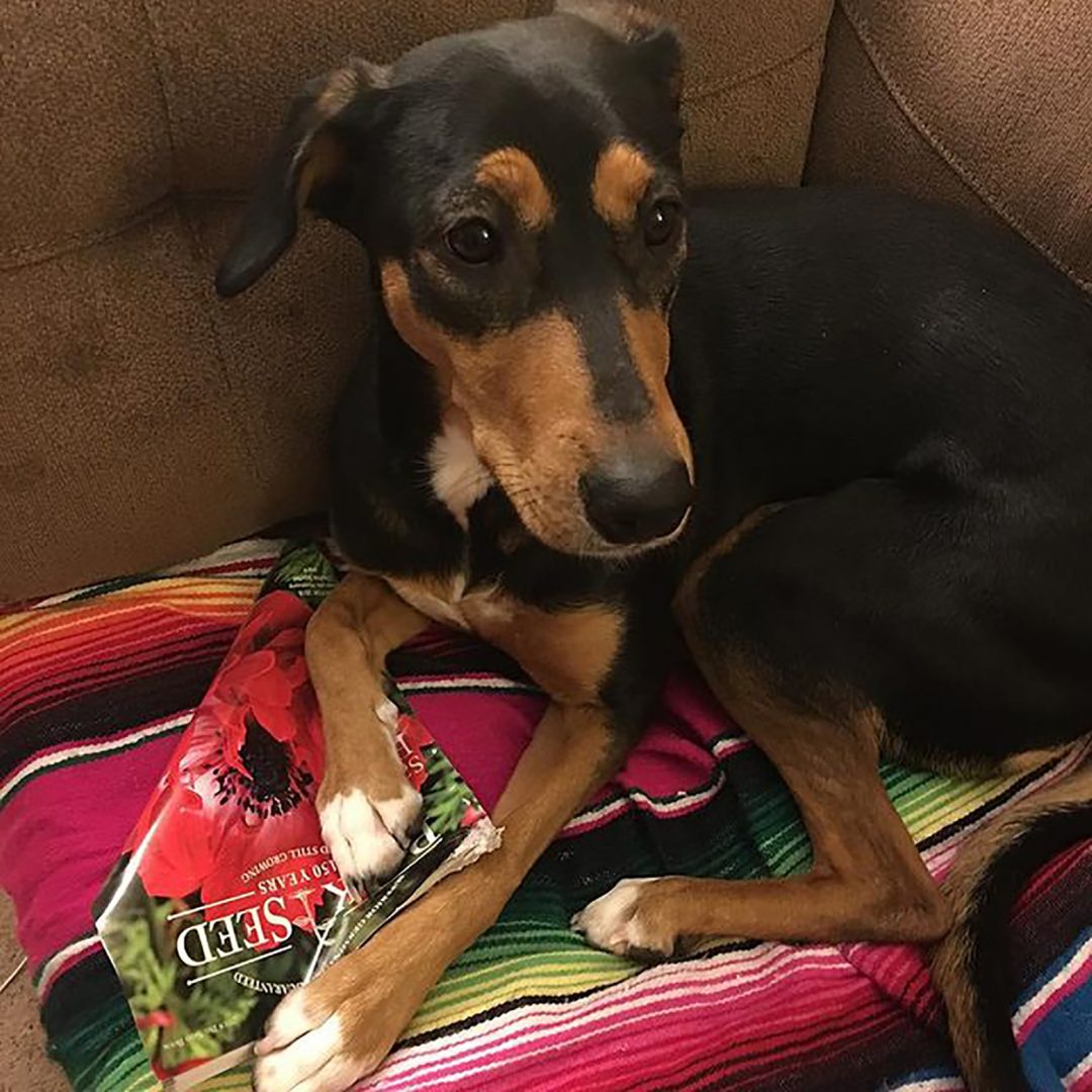 Chihuahua Mix With Doberman