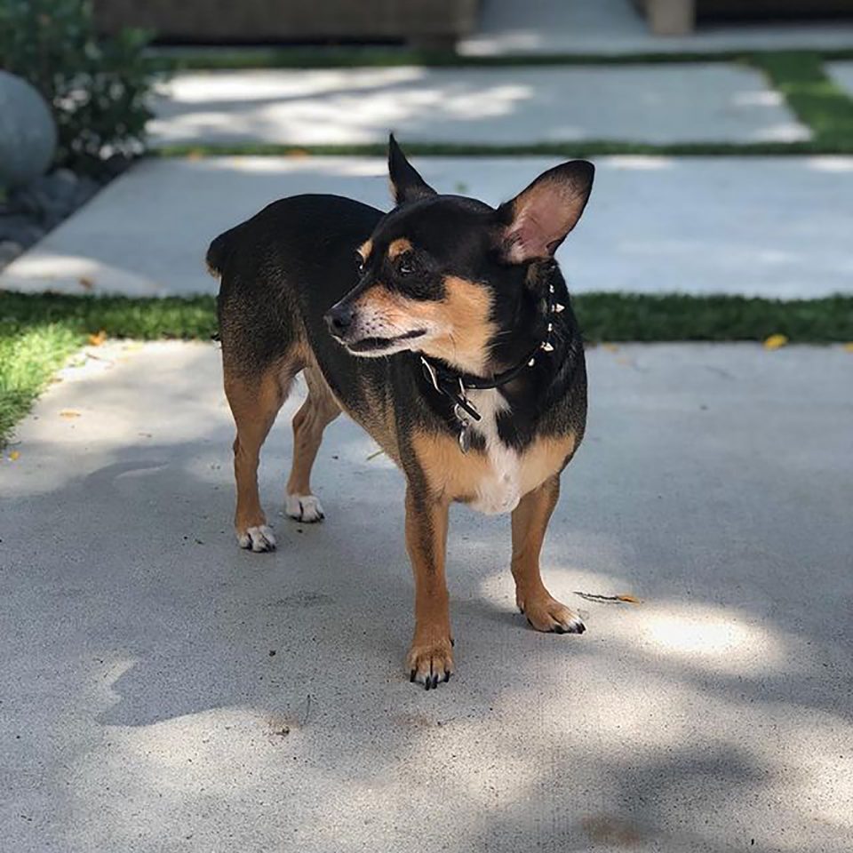 Doberman Mix With Chihuahua