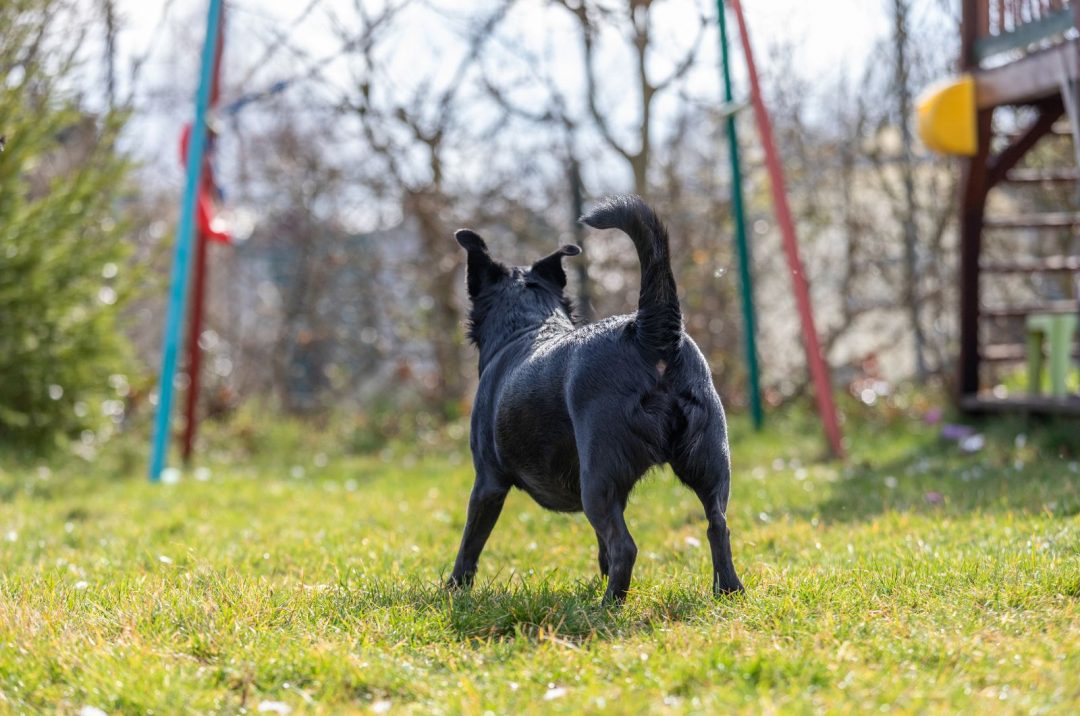 Happy Tail Syndrome: What Is It And Should You Be Concerned?