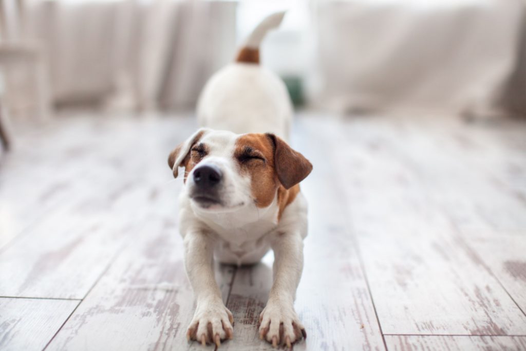 Hunched Back In Dogs: 11 Possible Reasons