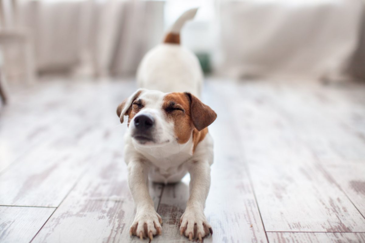 Hunched Back In Dogs: 11 Possible Reasons