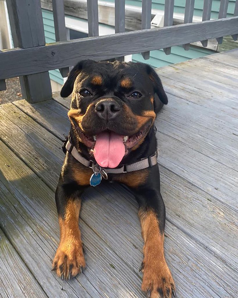 33 Incredible Rottweiler Mixes For Every Rottie Lover