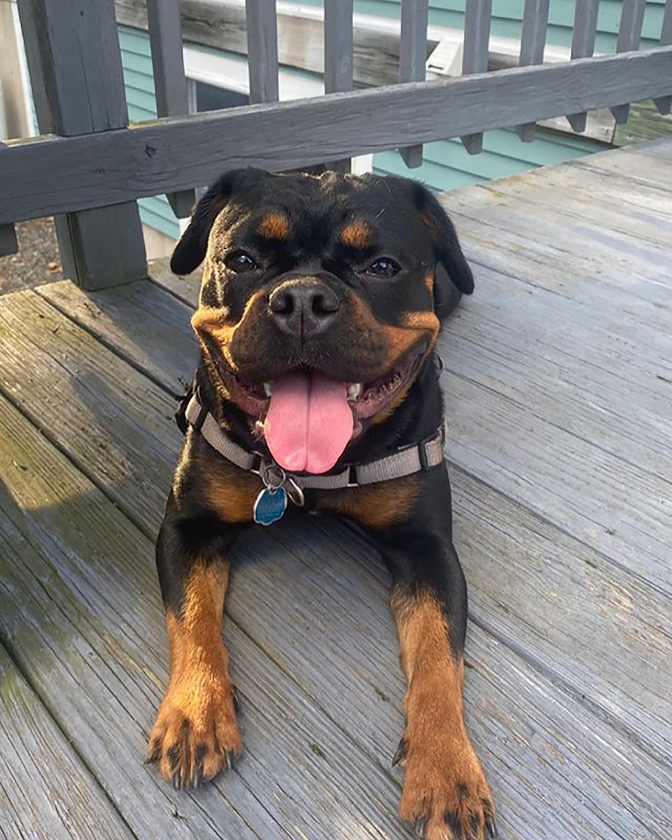 33 Incredible Rottweiler Mixes For Every Rottie Lover