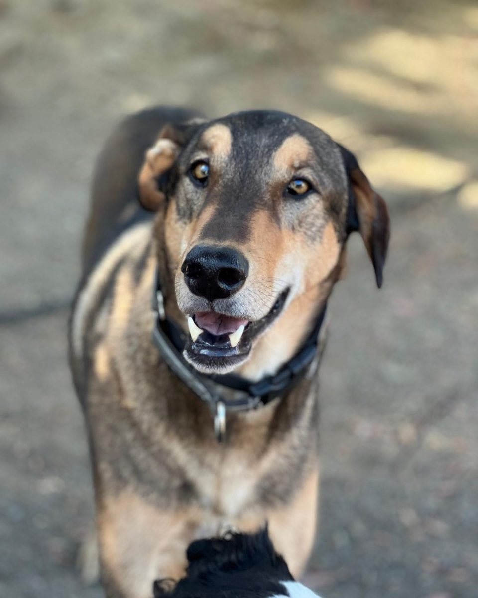Owning A German Shepherd Greyhound Mix: What’s It Like?