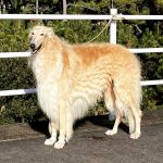 These 15 Borzoi Colors Are The Next In Fashion