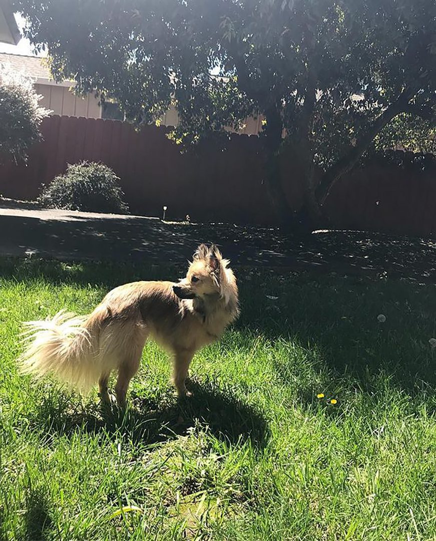 Golden Retriever Pomeranian Mix: Double Cuteness Attack