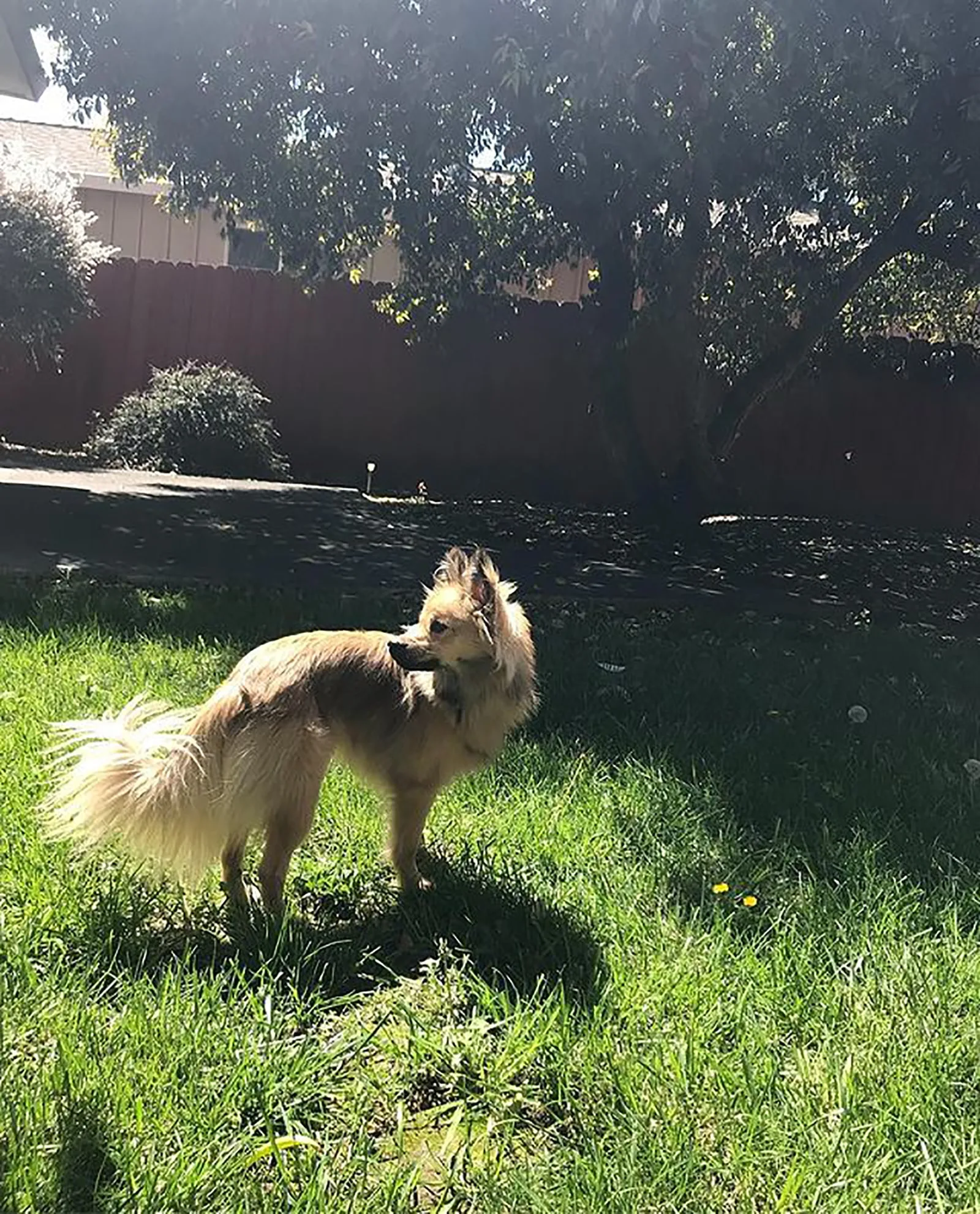 Golden Retriever Pomeranian Mix: Double Cuteness Attack