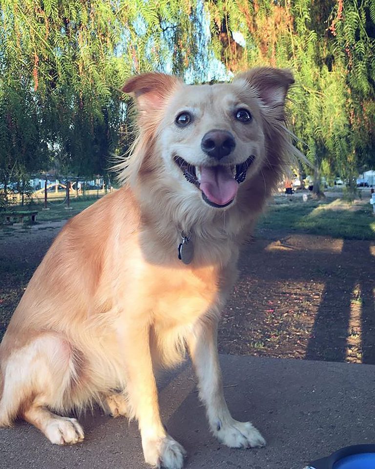 Golden Retriever Pomeranian Mix: Double Cuteness Attack
