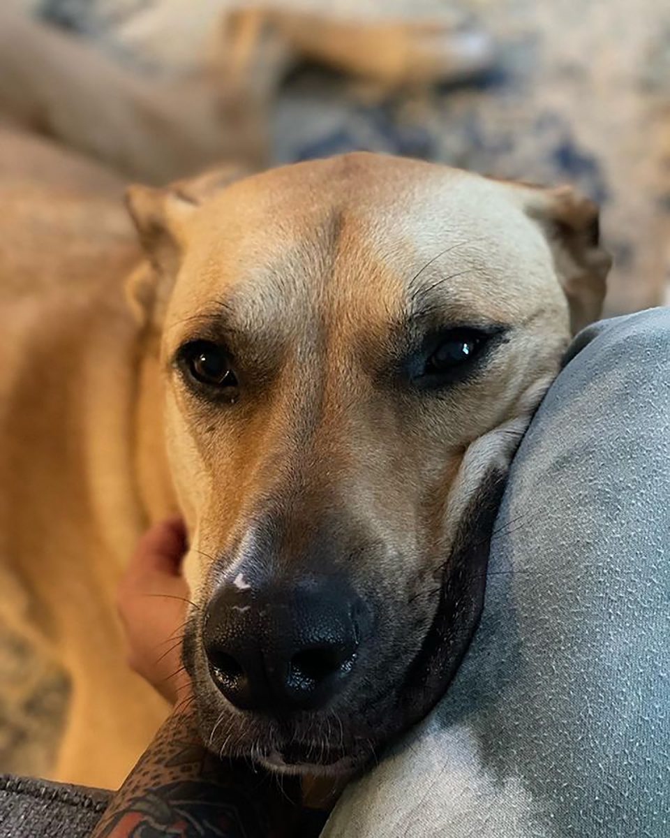 A Great Dane German Shepherd Mix: The Gentle Champion