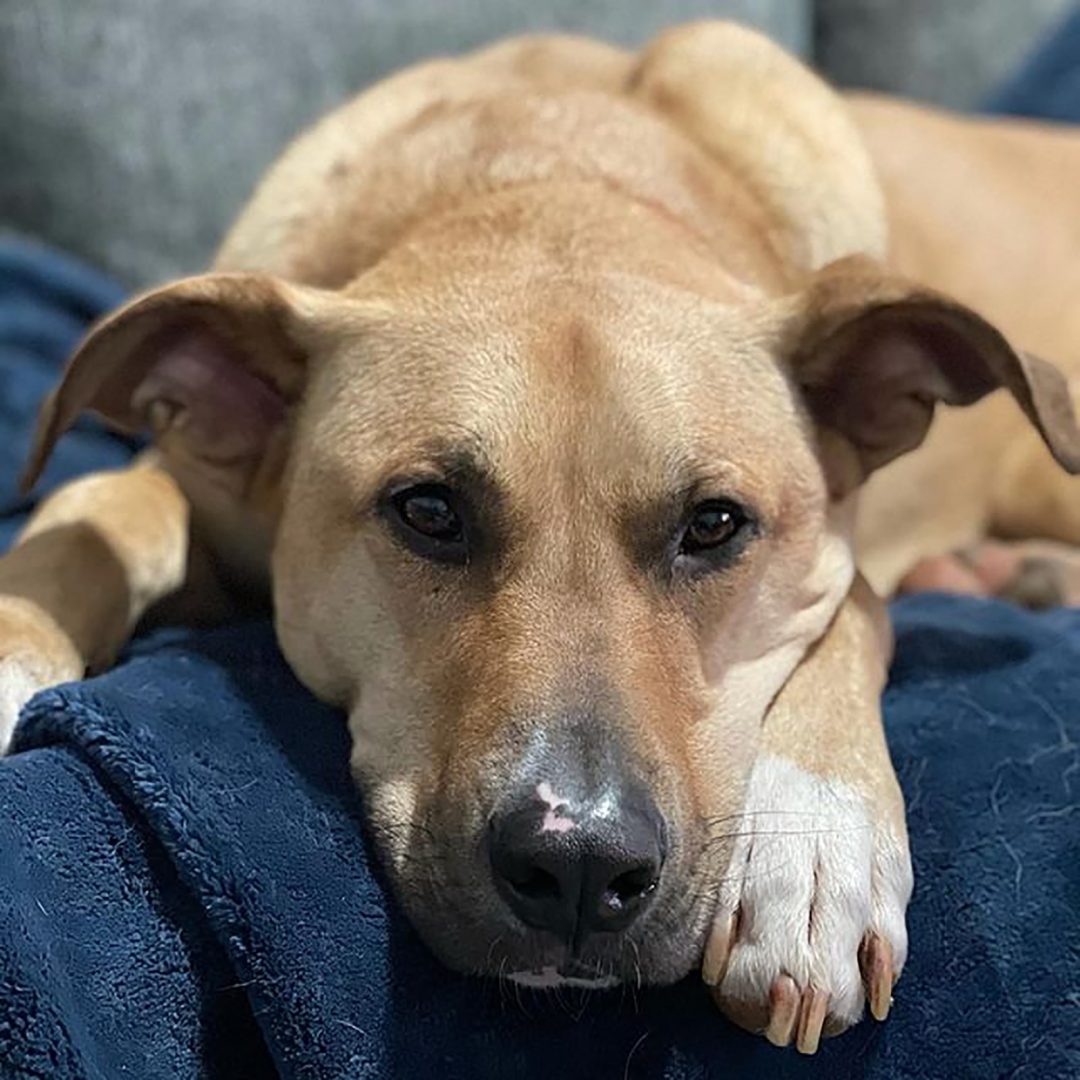 A Great Dane German Shepherd Mix: The Gentle Champion