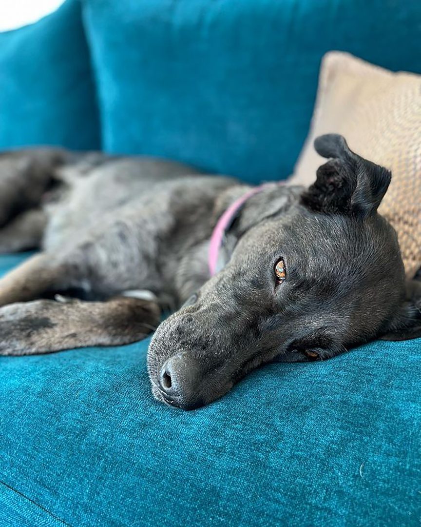 A Great Dane German Shepherd Mix: The Gentle Champion