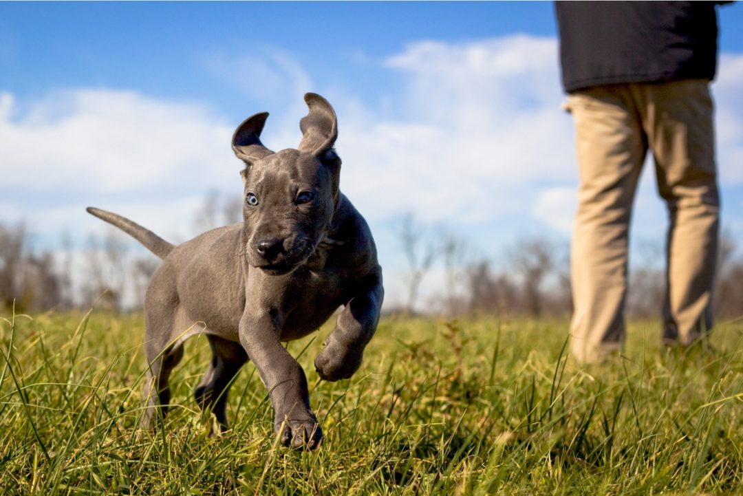 Hunched Back In Dogs: 11 Possible Reasons