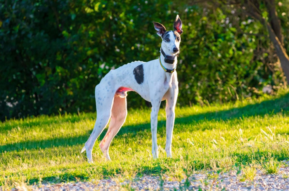 Greyhound Growth Chart: How Big Will My Greyhound Get?