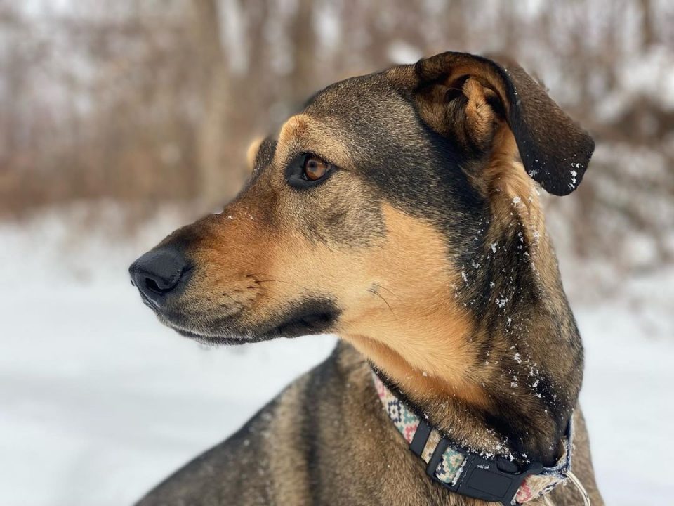 Owning A German Shepherd Greyhound Mix: What’s It Like?