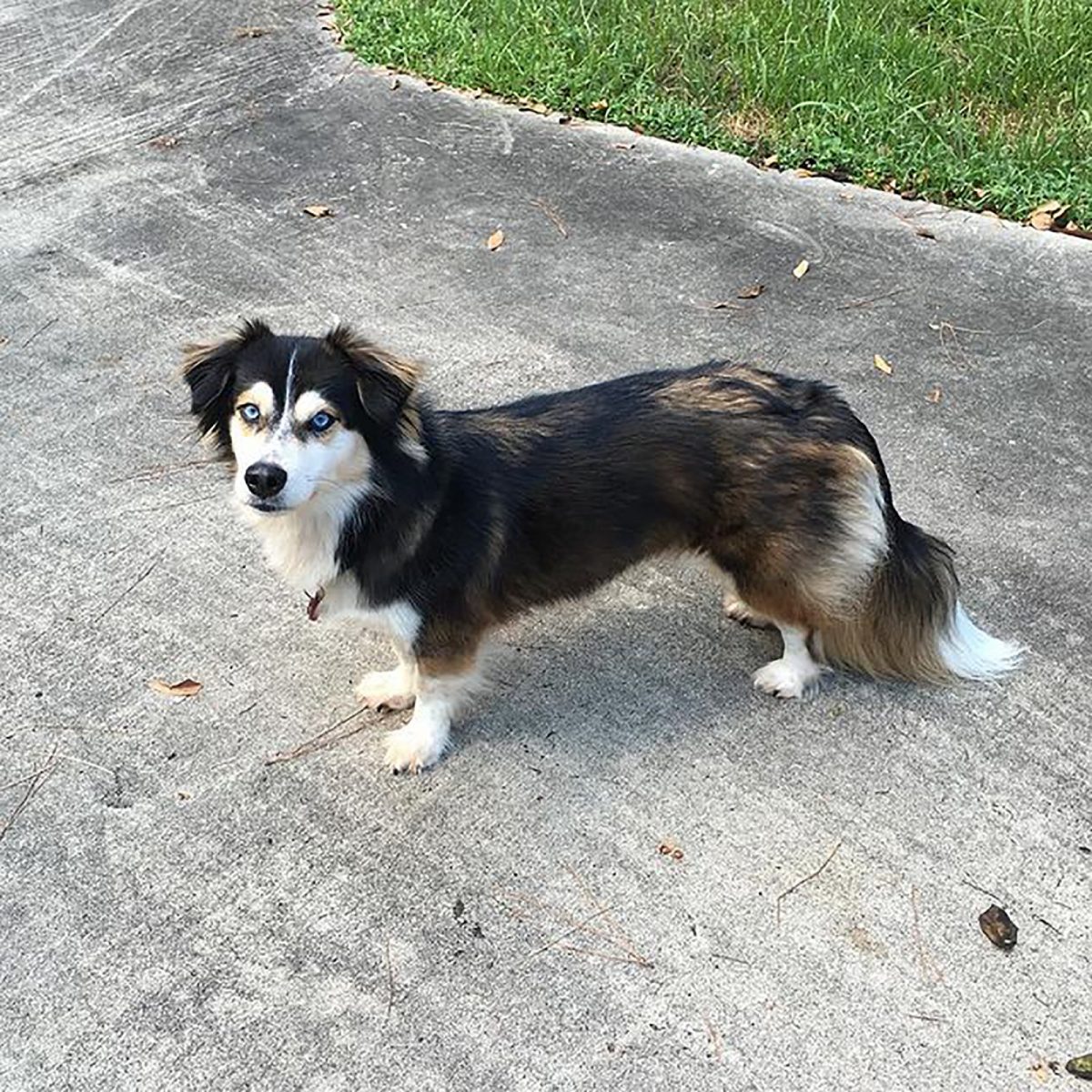 Is The Husky Dachshund Mix The Worst Of All Husky Mixes?