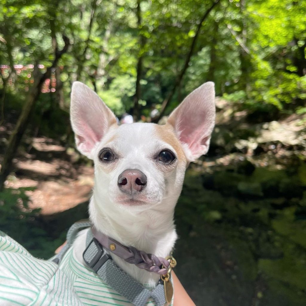 Chihuahua Italian Greyhound Mix — Small Size, Big Attitude