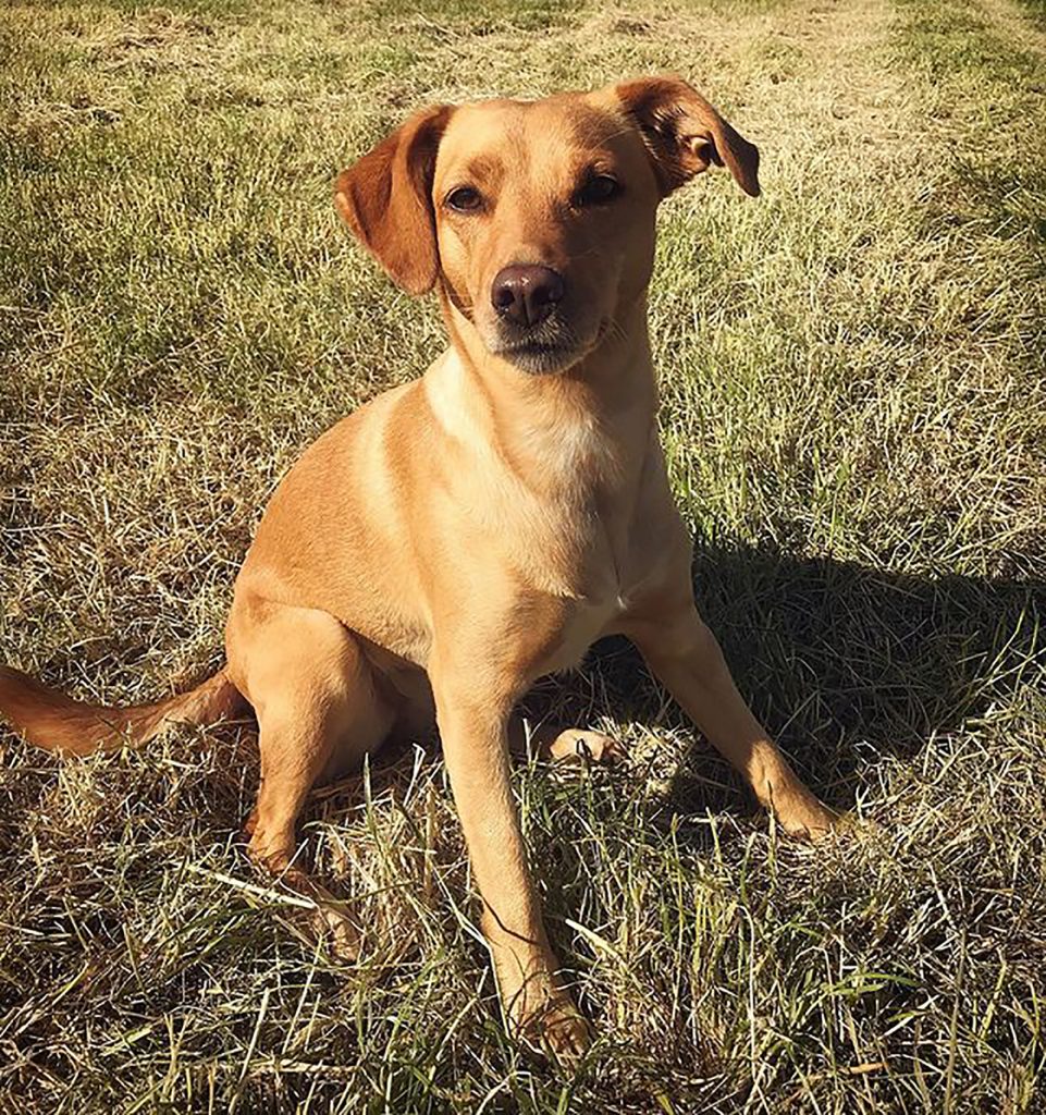 Jack Russell Lab Mix: You Will Adore The Jackador