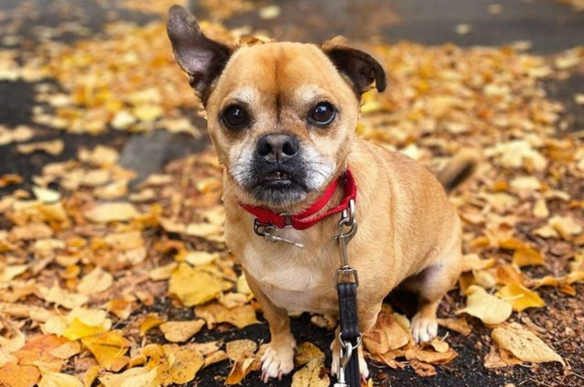 The Jack Russell Pug Mix: Let's Meet The Adorable Jug