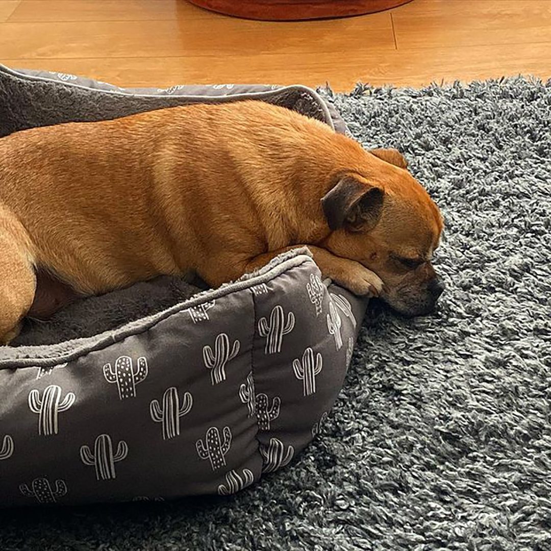 The Jack Russell Pug Mix: Let's Meet The Adorable Jug