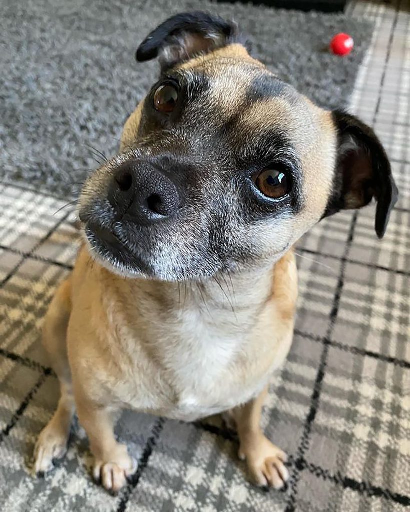 The Jack Russell Pug Mix: Let's Meet The Adorable Jug