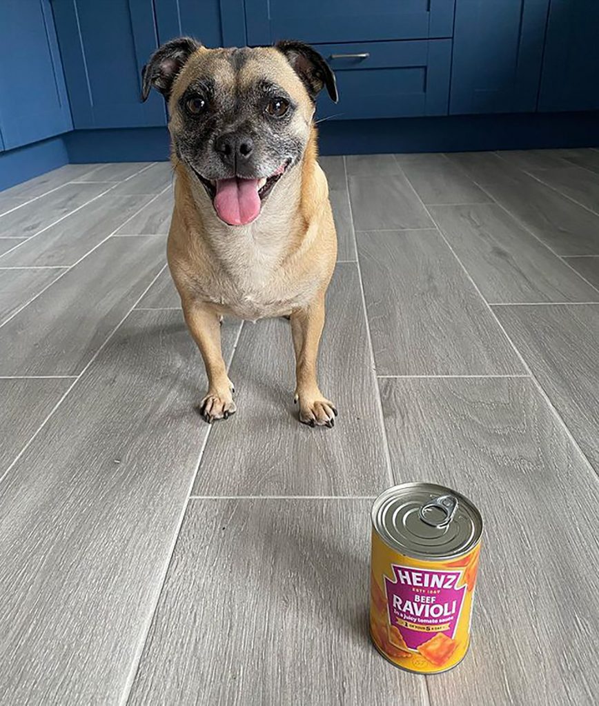 The Jack Russell Pug Mix: Let's Meet The Adorable Jug