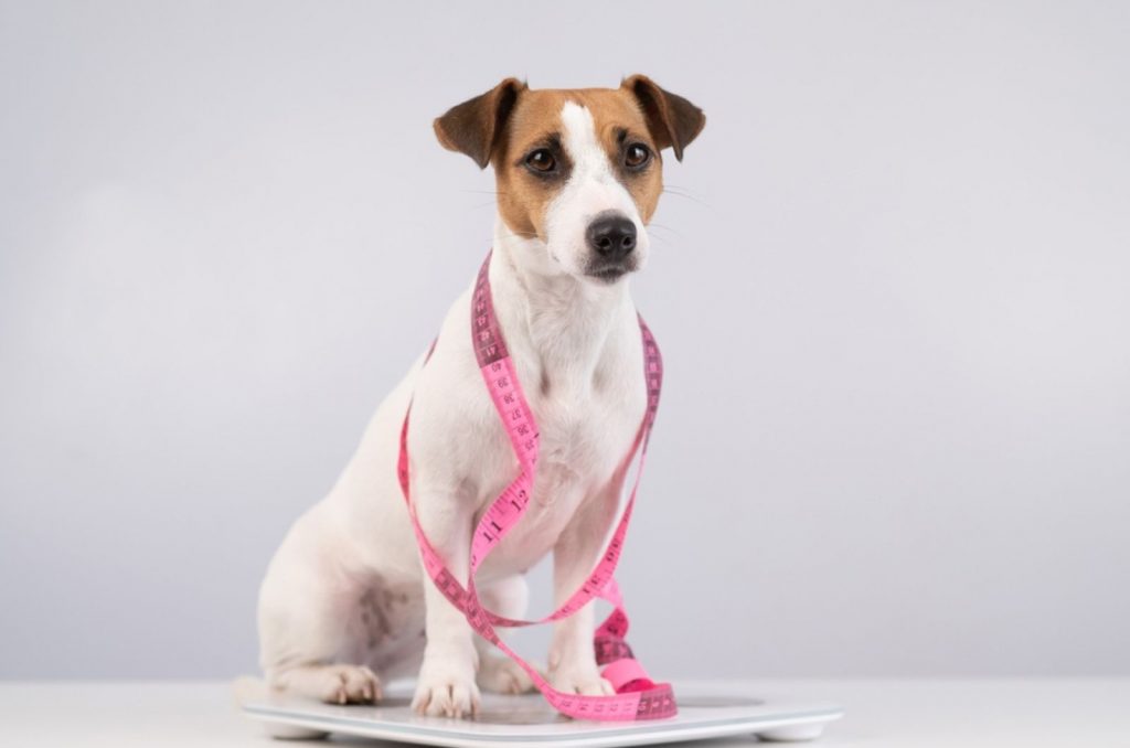 A Jack Russell Feeding Chart For Your Dog To Get Jacked