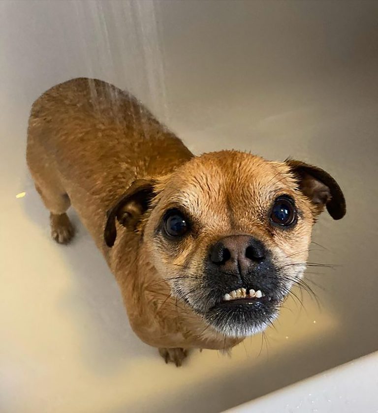 The Jack Russell Pug Mix: Let's Meet The Adorable Jug