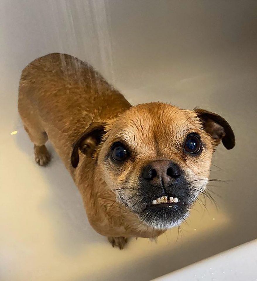 The Jack Russell Pug Mix: Let's Meet The Adorable Jug