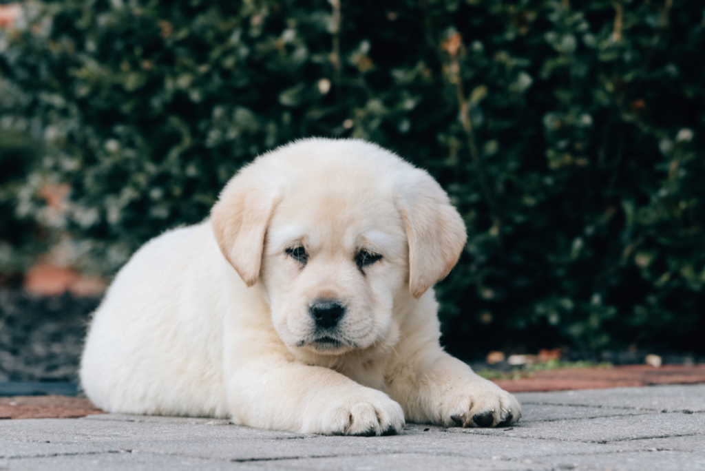 12 Best Labrador Breeders In Michigan
