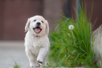 15 Best White Labrador Breeders In The United States
