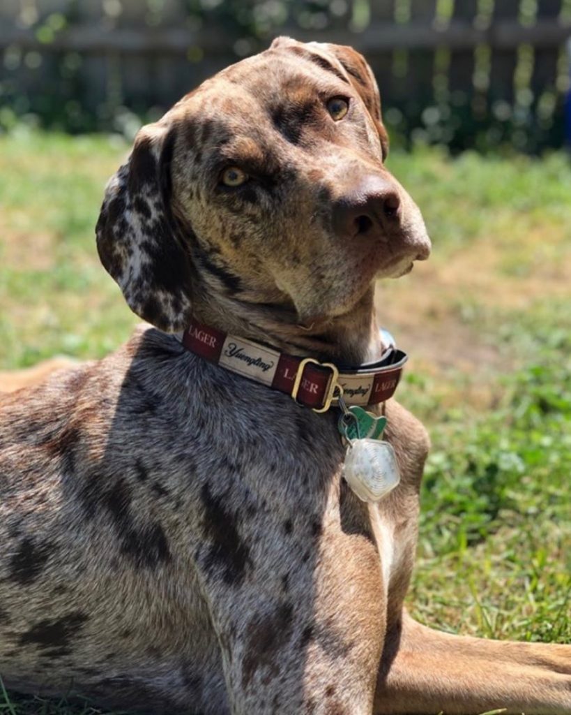 15 Reputable Catahoula Breeders You Can Trust