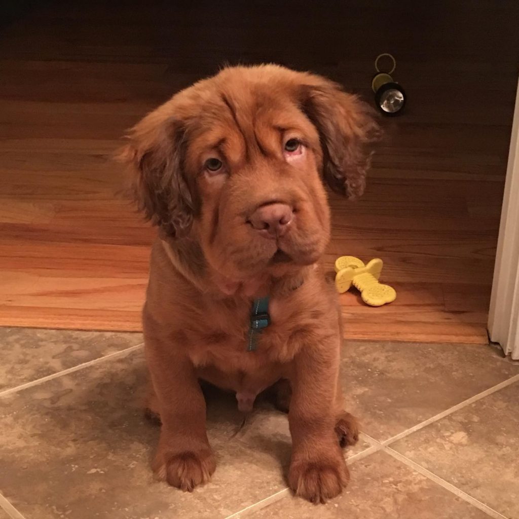 Are Mini Hippo Dog Breeders As Common As Hen's Teeth?