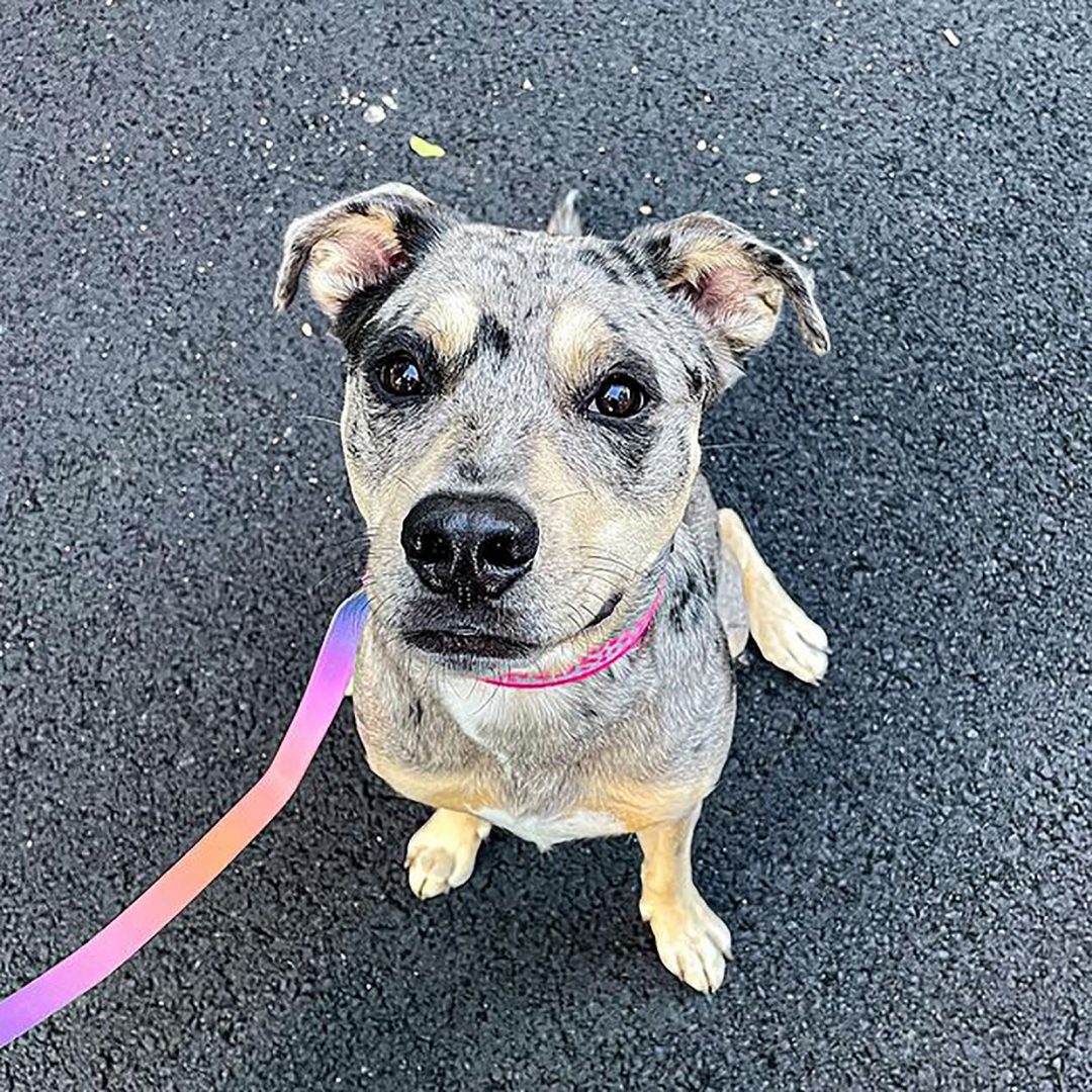 Pitbull Australian Shepherd Mix: Meeting Your New Buddy