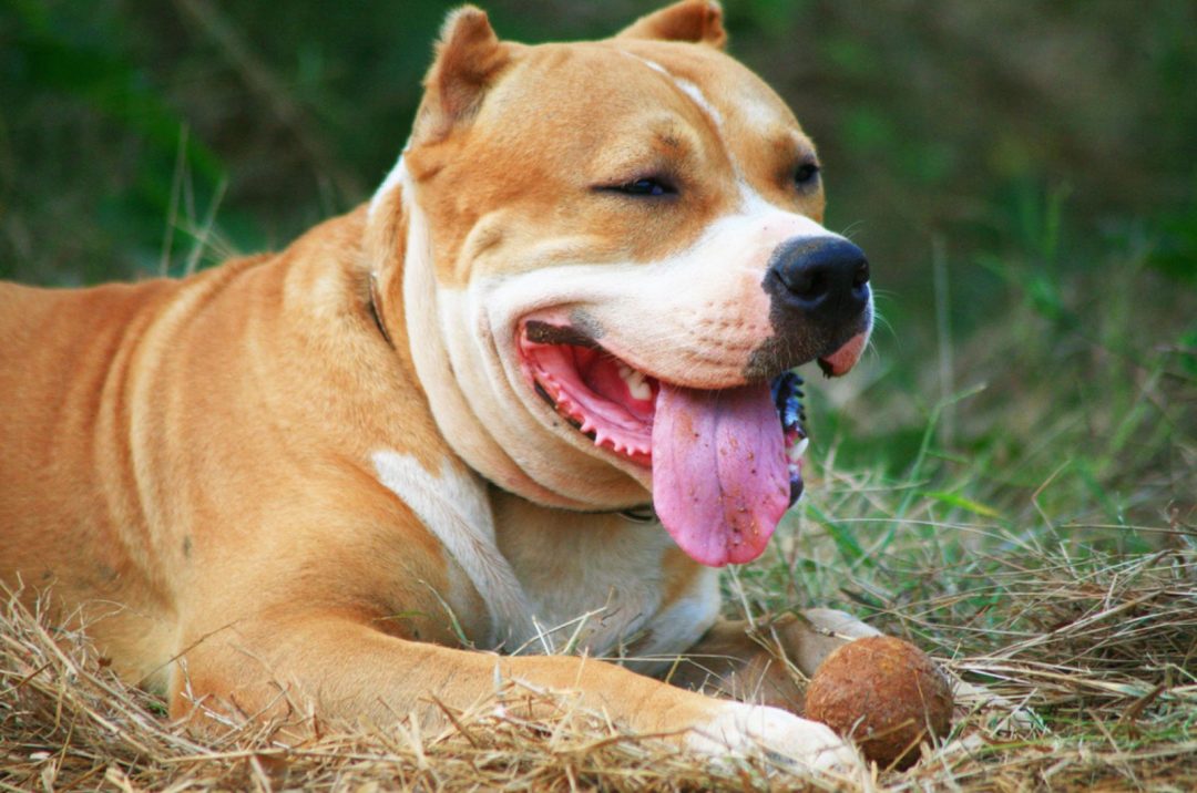 How To Put Your Fat Pitbull Back On Track?