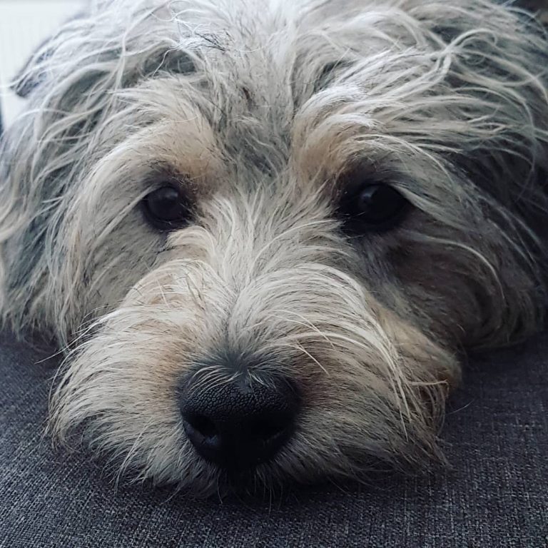 Cairn Terrier Poodle Mix: Trust Me, You Can’t Resist ‘Em