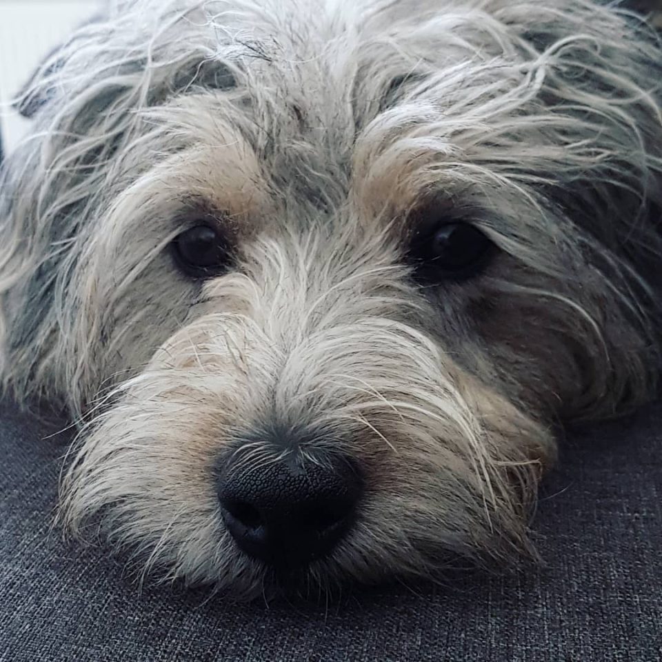 Cairn Terrier Poodle Mix: Trust Me, You Can’t Resist ‘Em