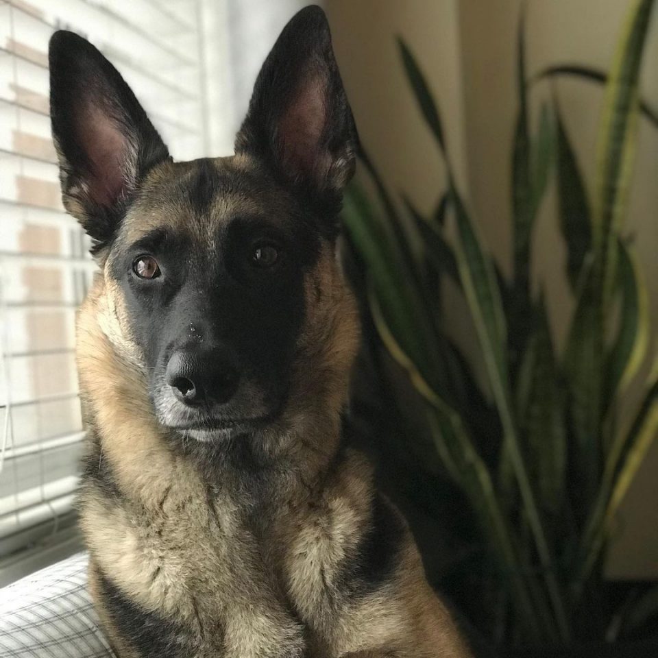 Owning A German Shepherd Greyhound Mix: What’s It Like?
