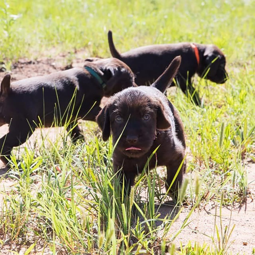 10 Best Pudelpointer Breeders In The United States