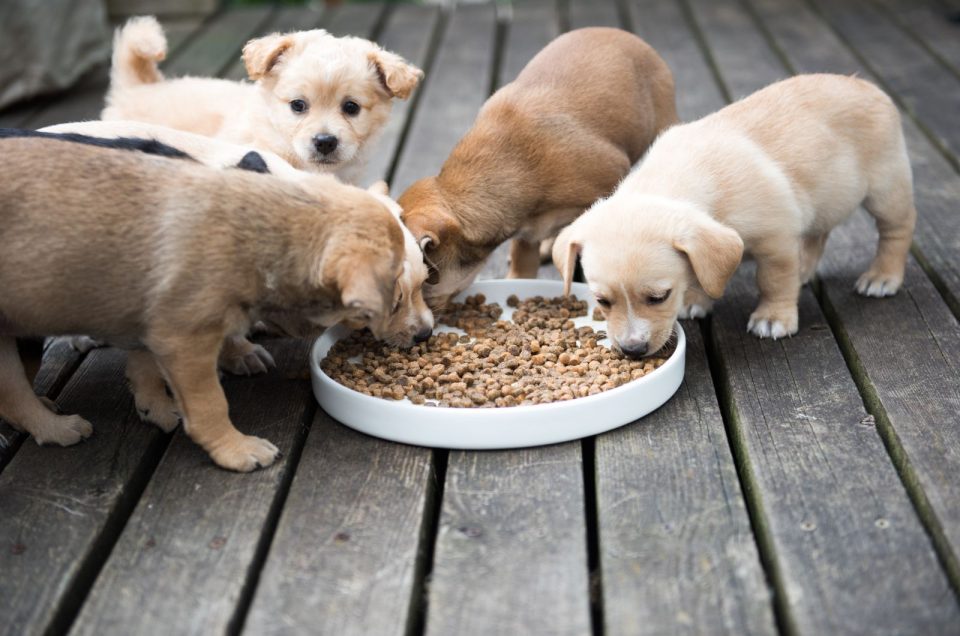 What Does A Normal Puppy Belly Look Like? 4 Ways To Tell