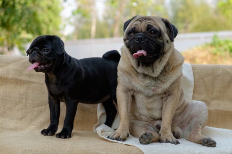 Pug Growth Chart: Some Pugs Are Bigger Than Others